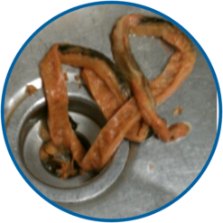 The Solution for "Sugar Snakes" in Soda Fountain and Dispenser Drains ...