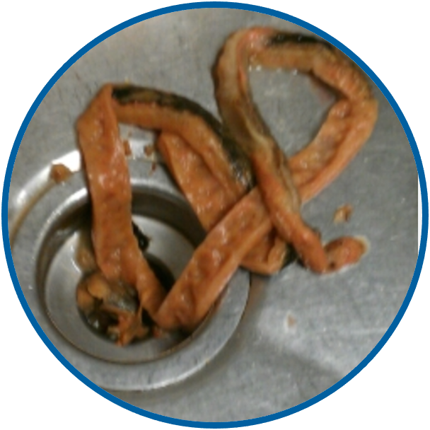 The Solution for "Sugar Snakes" in Soda Fountain and Dispenser Drains ...